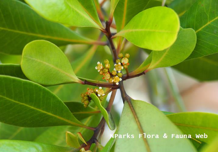 NParks | Tristaniopsis obovata