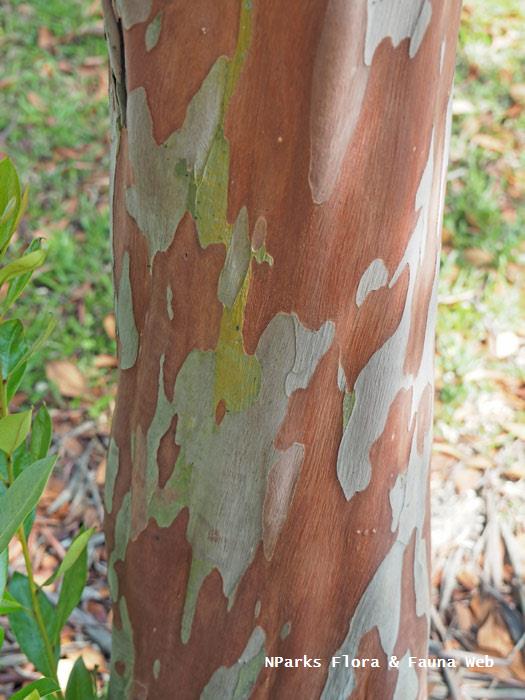 NParks | Tristaniopsis obovata