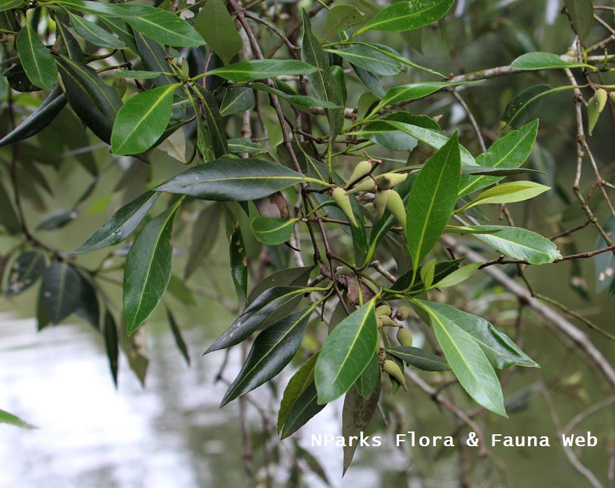 NParks | Avicennia alba