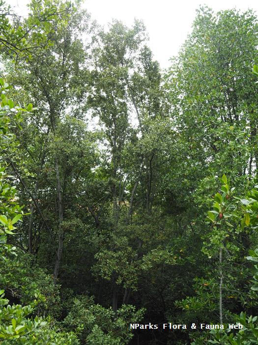 NParks | Avicennia officinalis