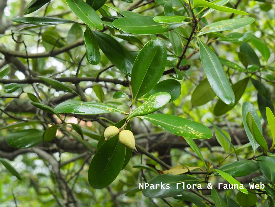 NParks | Avicennia officinalis