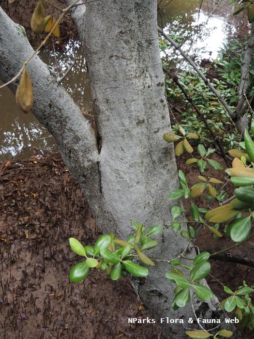 NParks | Avicennia officinalis