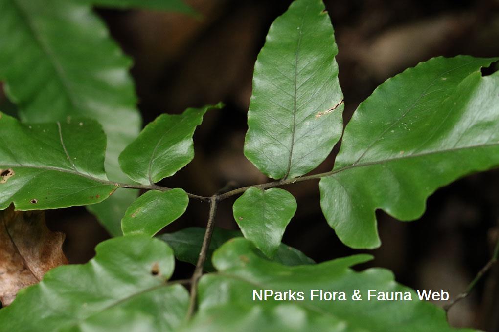 NParks | Tectaria barberi