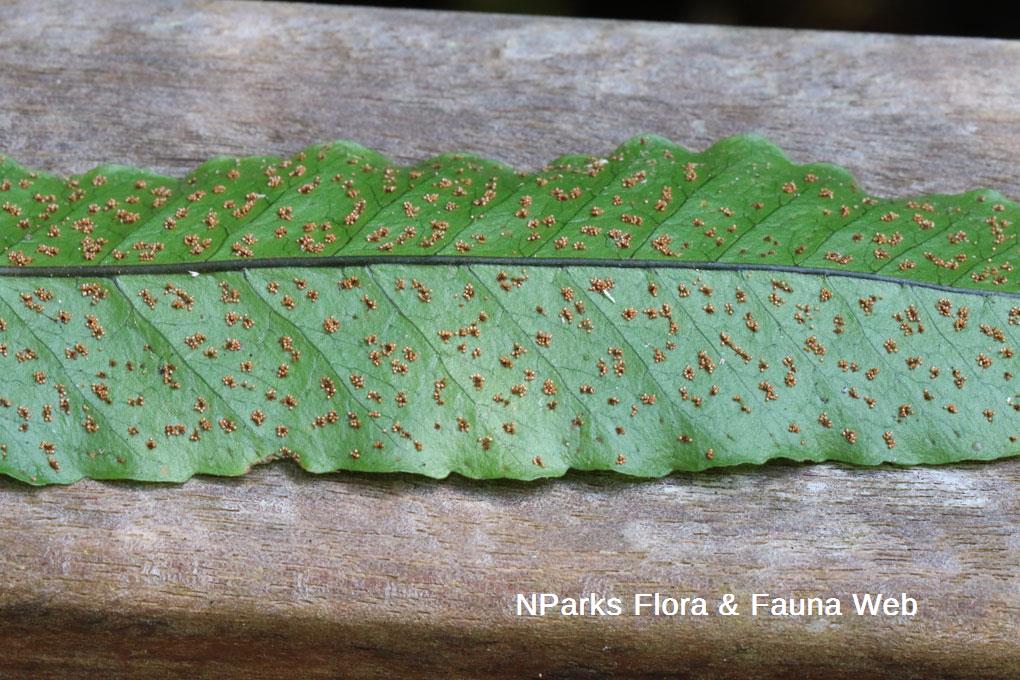 NParks | Tectaria barberi