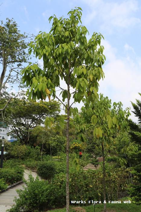 NParks | Bhesa robusta