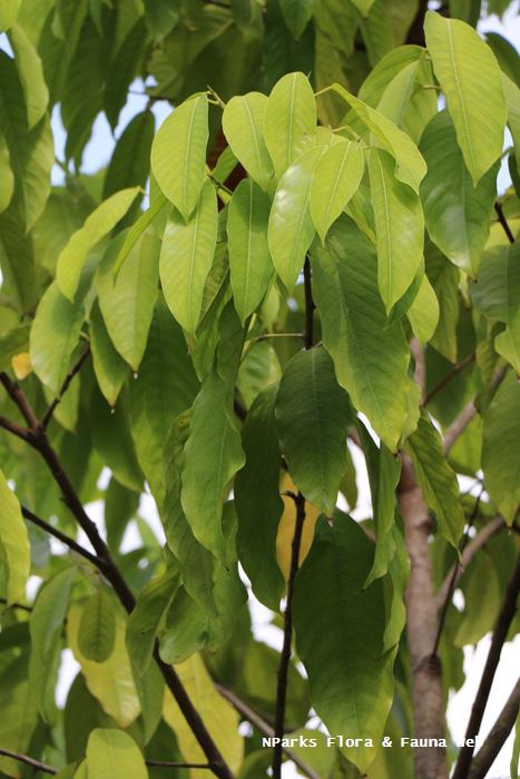 NParks | Bhesa robusta