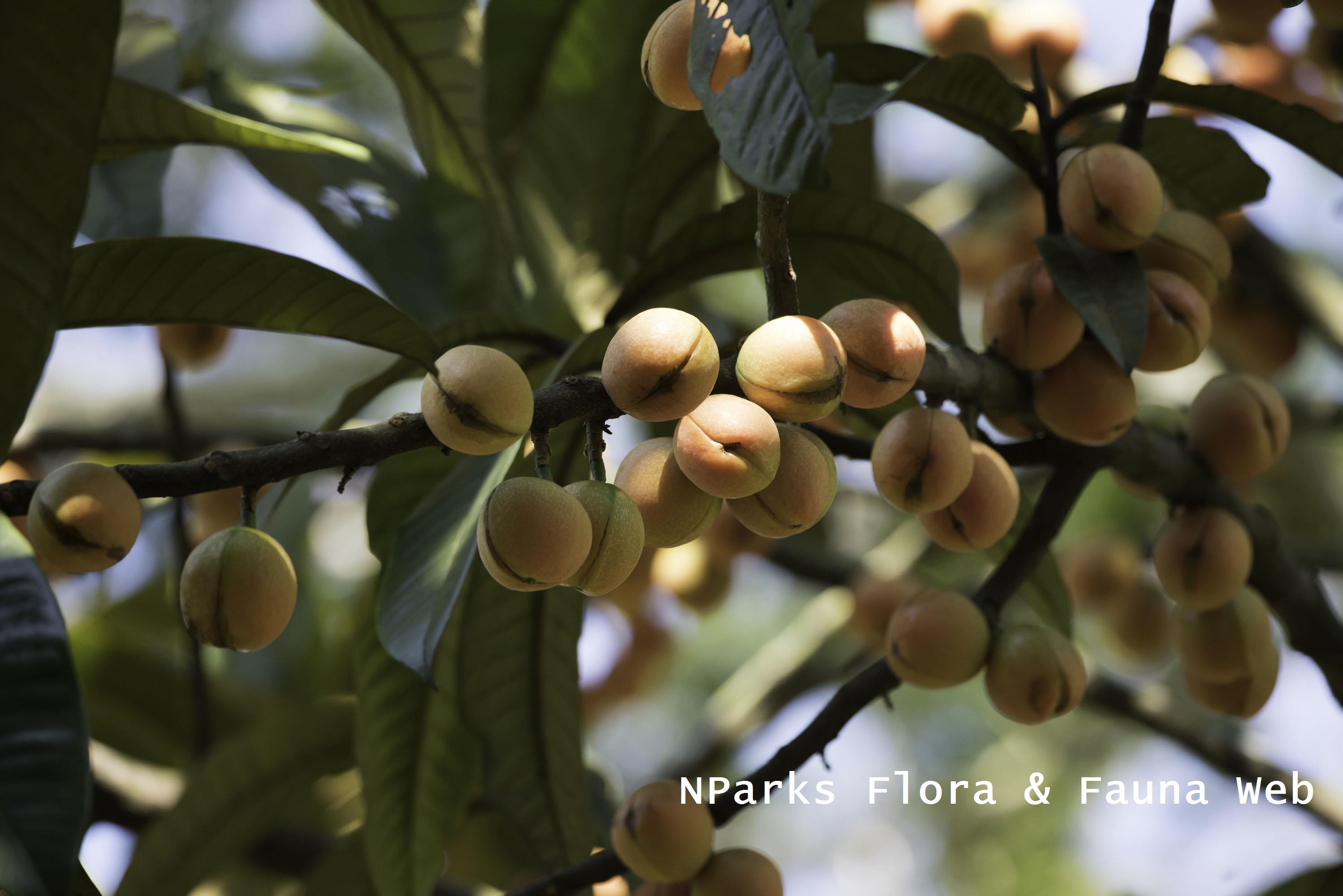 NParks | Horsfieldia polyspherula var polyspherula