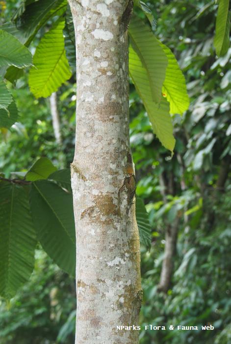 NParks | Bhesa paniculata