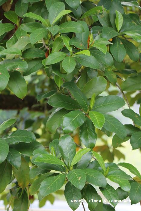 NParks | Artocarpus integer var integer