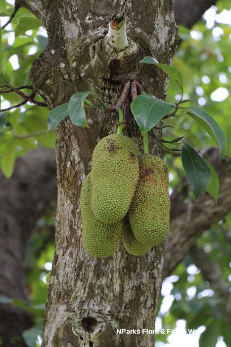 NParks | Artocarpus integer