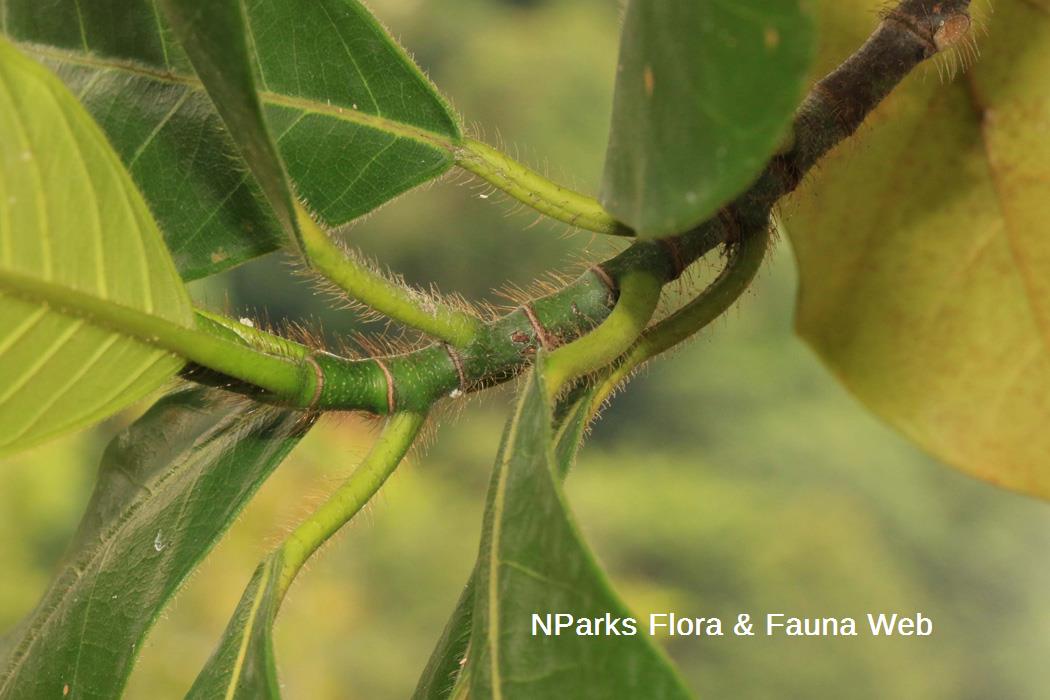 NParks | Artocarpus integer