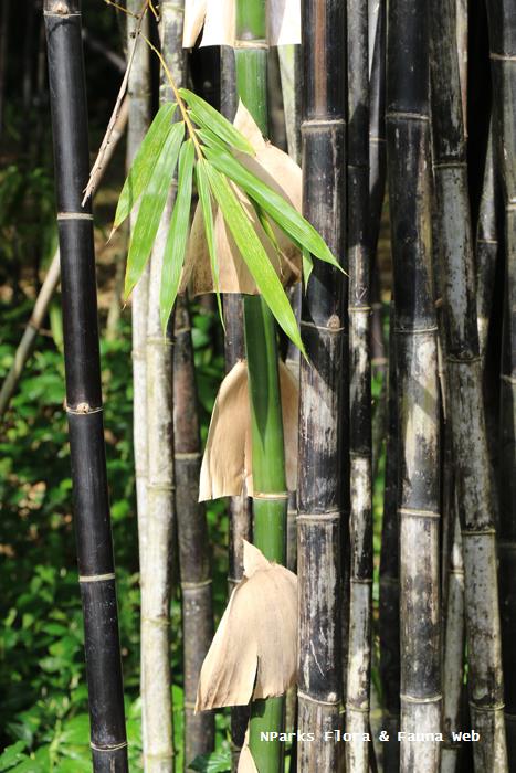 NParks | Bambusa lako