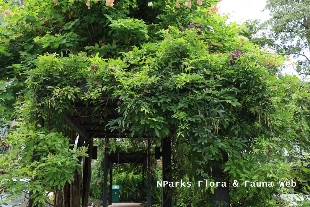 NParks | Callerya reticulata