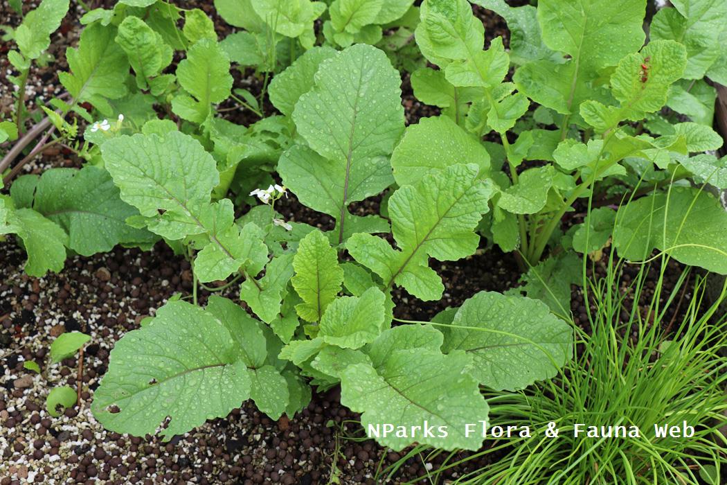 Raphanus Sativus Annual