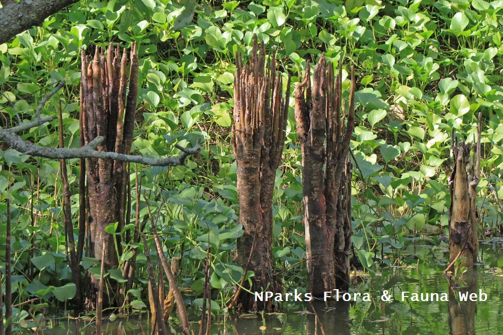 NParks | Sonneratia caseolaris