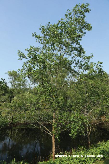 NParks | Sonneratia caseolaris
