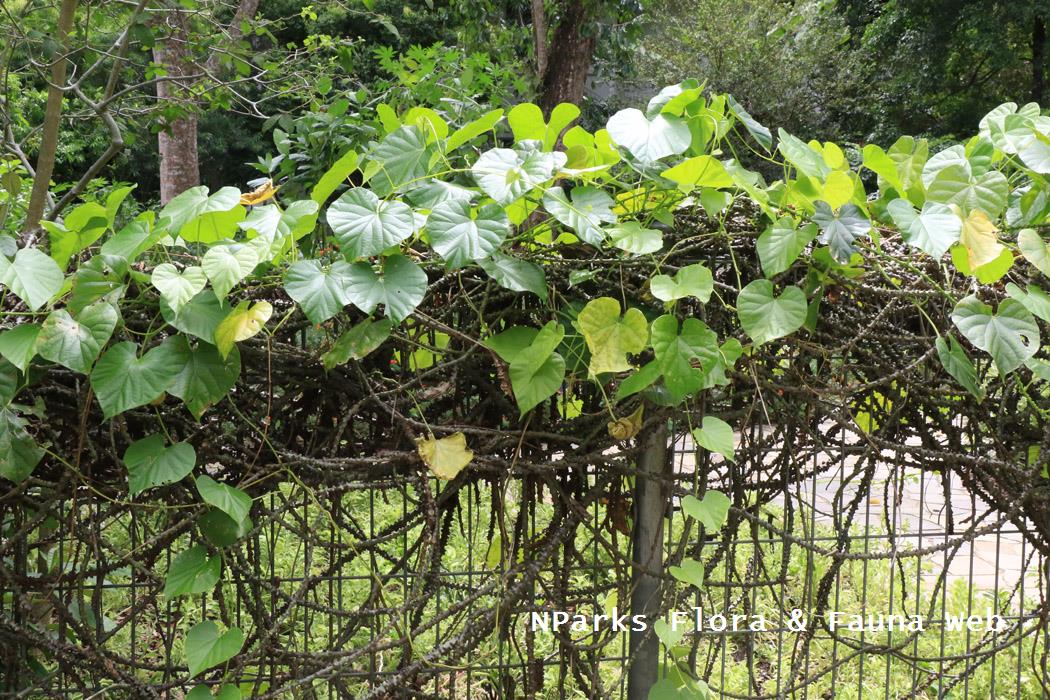 NParks | Tinospora crispa