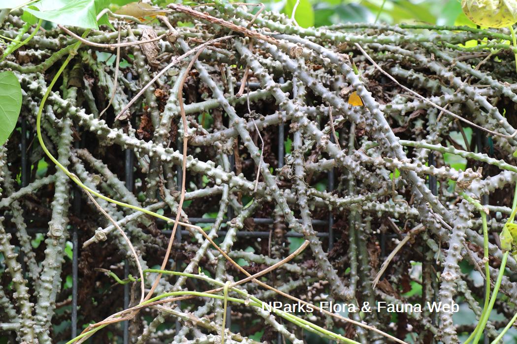NParks | Tinospora crispa