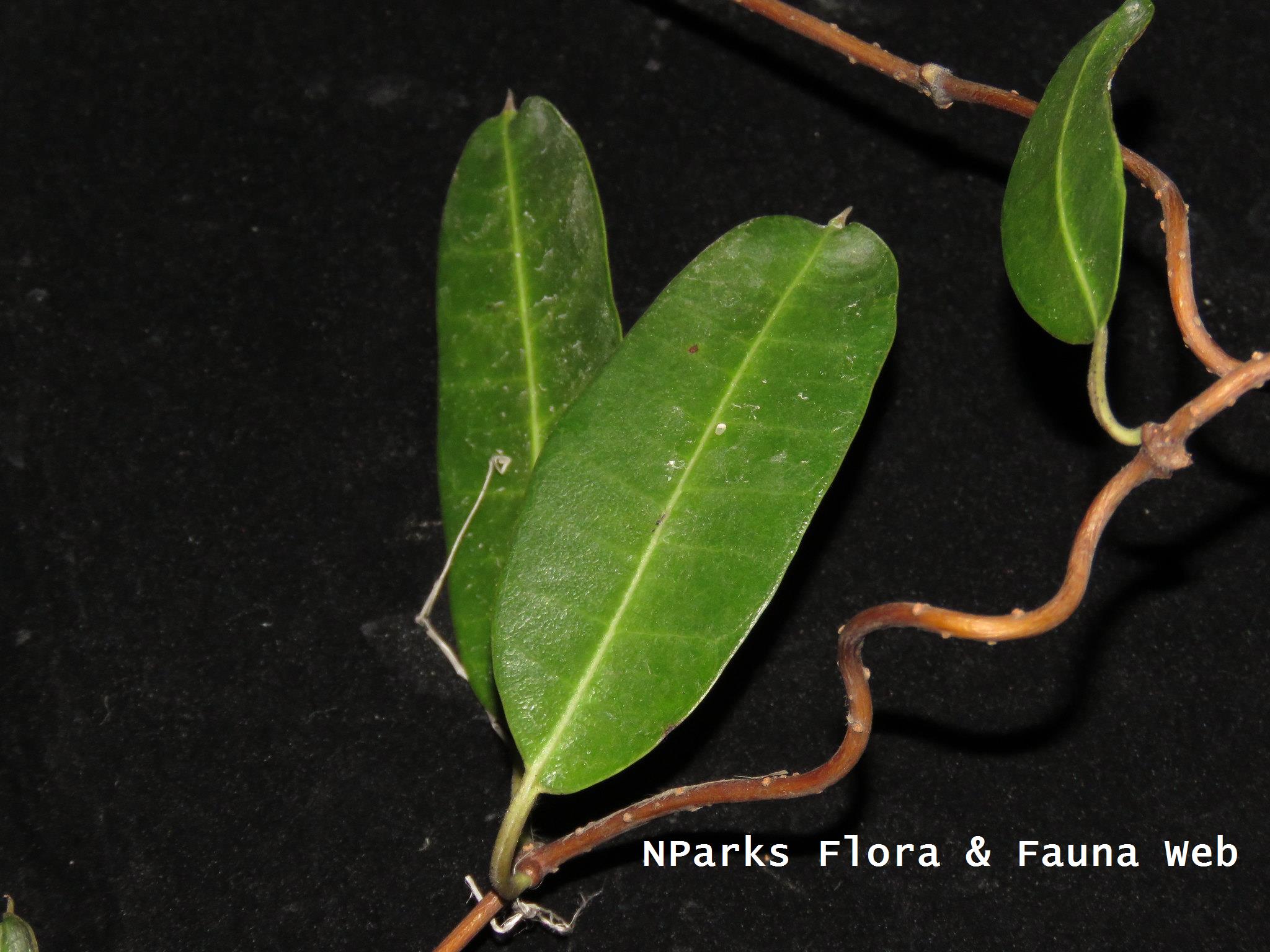 NParks | Sporobolus fertilis