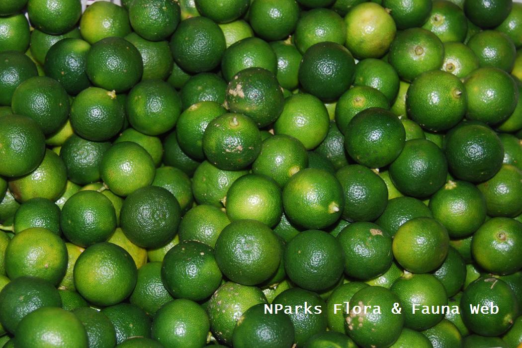 NParks | Citrus × microcarpa