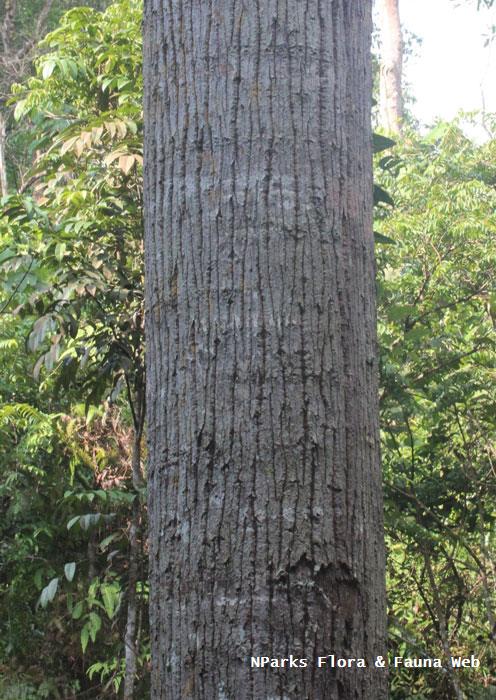 NParks | Dipterocarpus cornutus