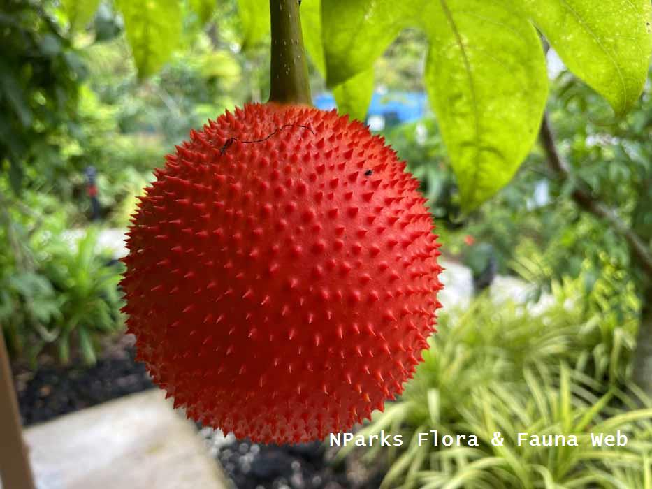 NParks | Momordica cochinchinensis