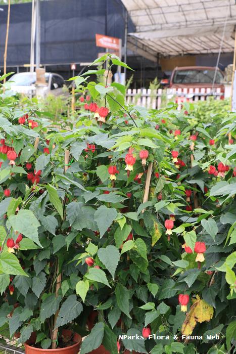 NParks | Callianthe megapotamica