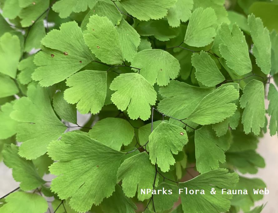 NParks | Adiantum raddianum