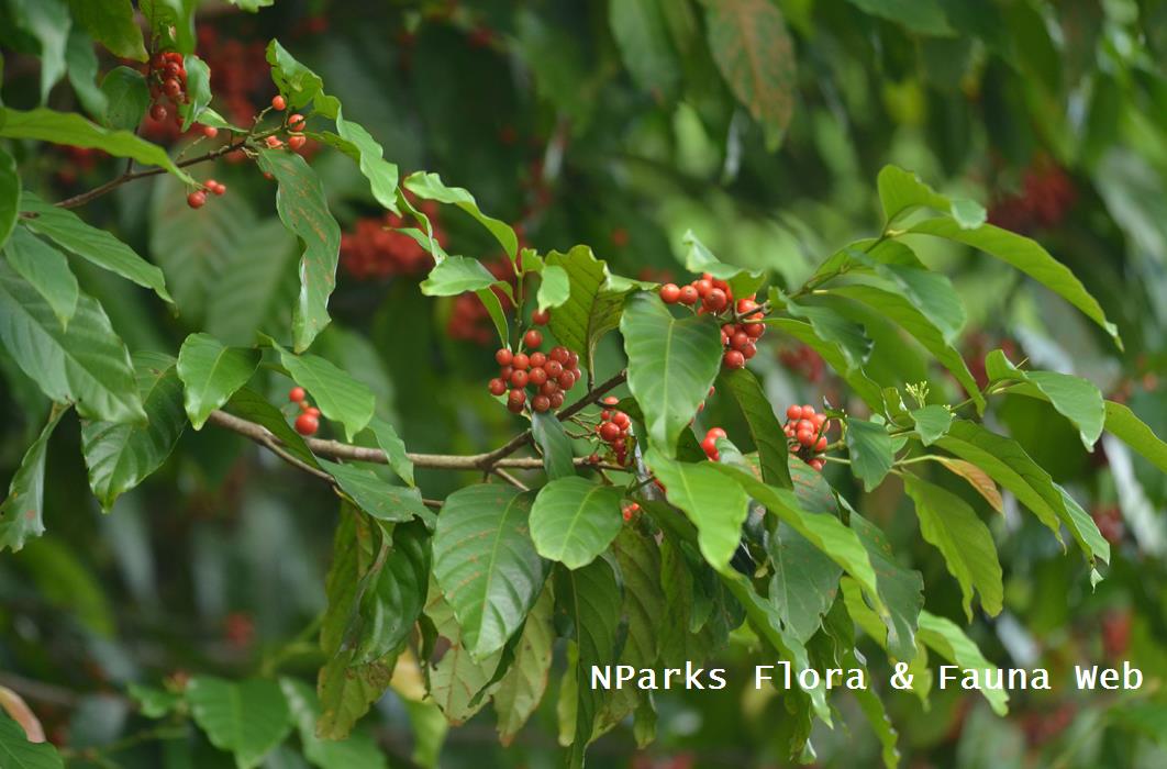 NParks | Aidia densiflora