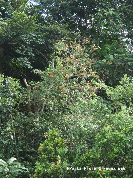 NParks | Aidia densiflora