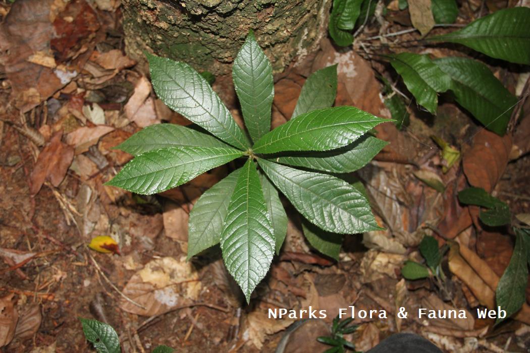 NParks | Antiaris toxicaria