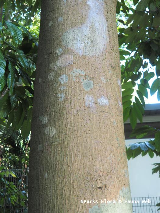 NParks | Antiaris toxicaria