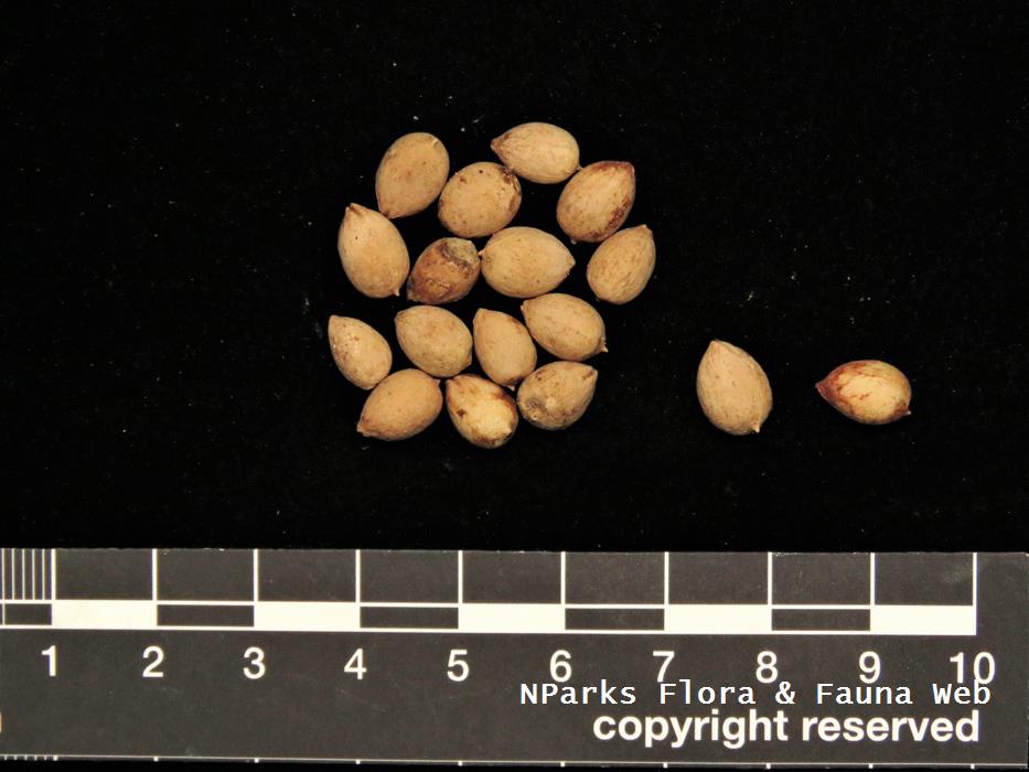 NParks | Antiaris toxicaria