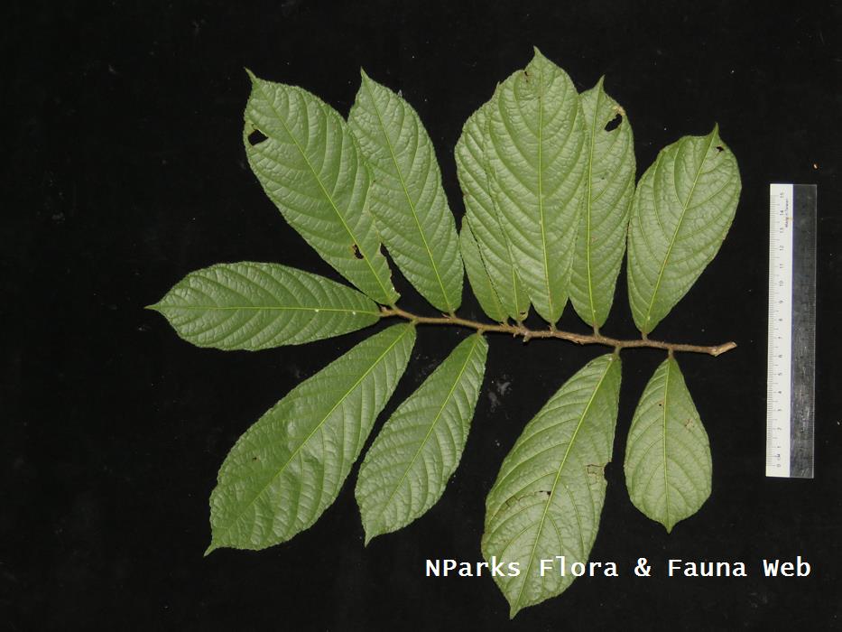 NParks | Antiaris toxicaria