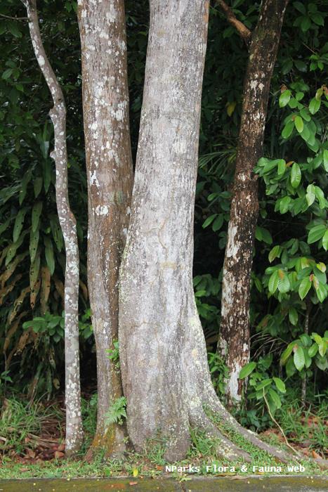 NParks | Artocarpus dadah