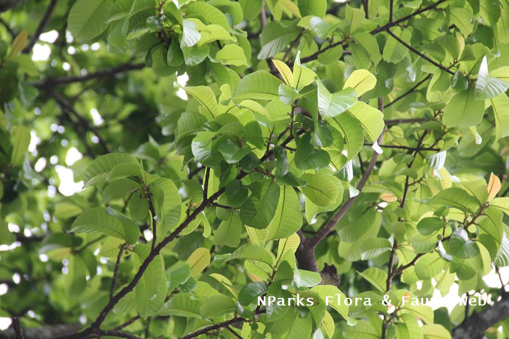 NParks | Artocarpus dadah