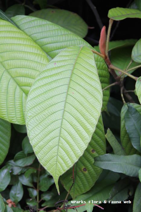 NParks | Artocarpus dadah