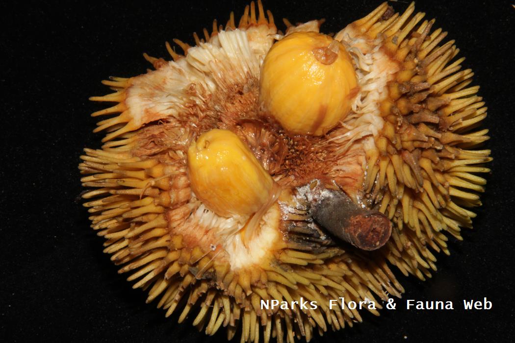 NParks | Artocarpus dadah