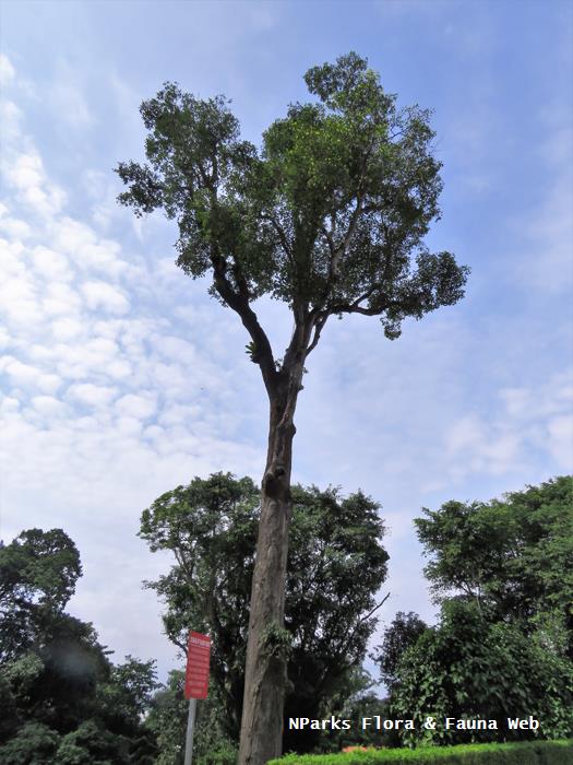 NParks | Artocarpus rigidus