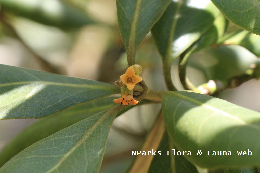 NParks | Avicennia rumphiana