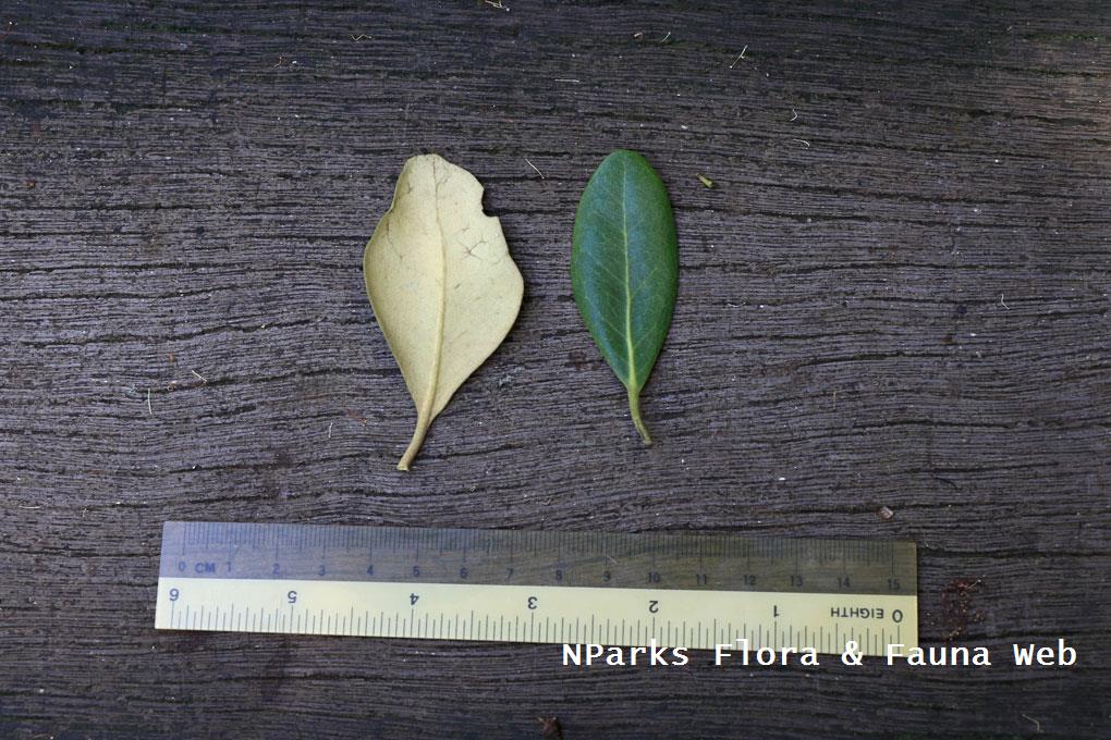 NParks | Avicennia rumphiana