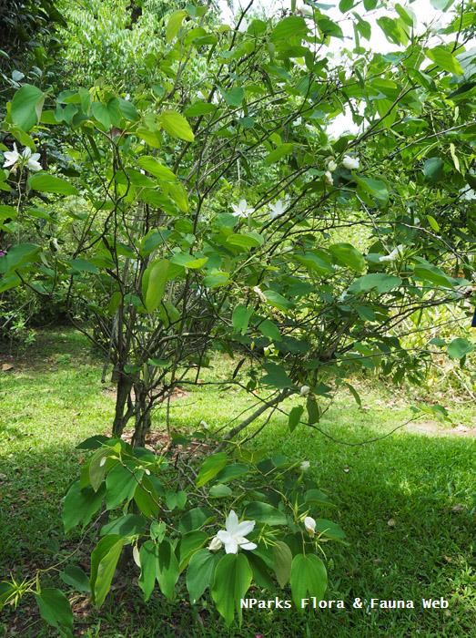 NParks | Bauhinia acuminata