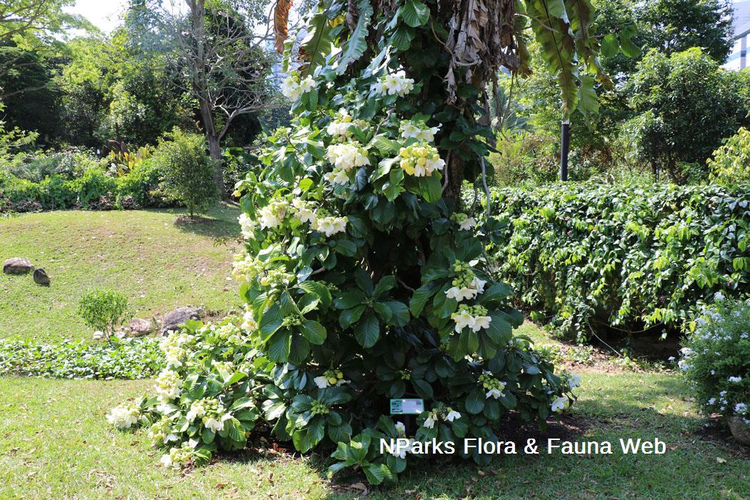 NParks | Beaumontia grandiflora