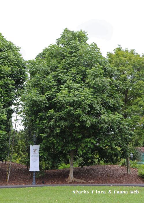 NParks | Canarium vulgare