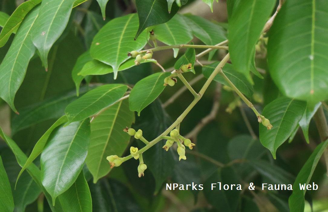 NParks | Canarium vulgare