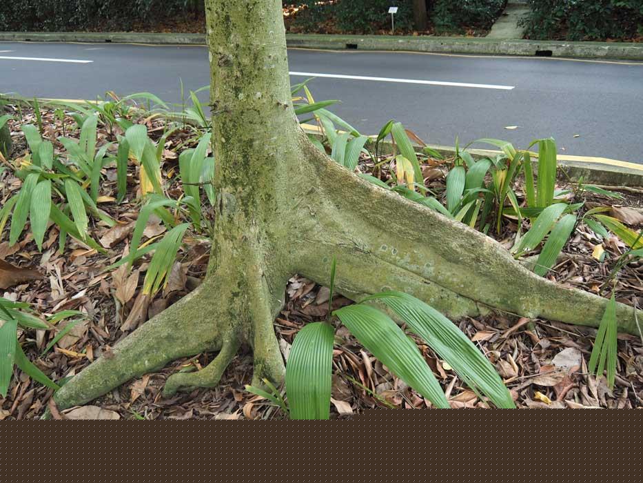 NParks | Canarium vulgare