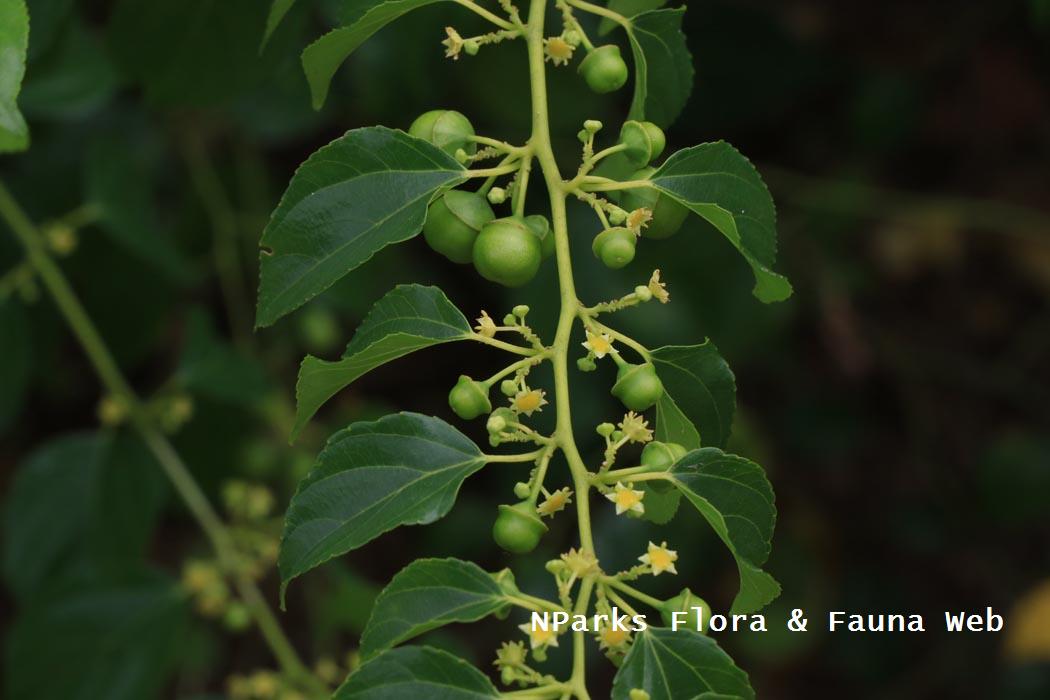 NParks | Terminalia molinetii