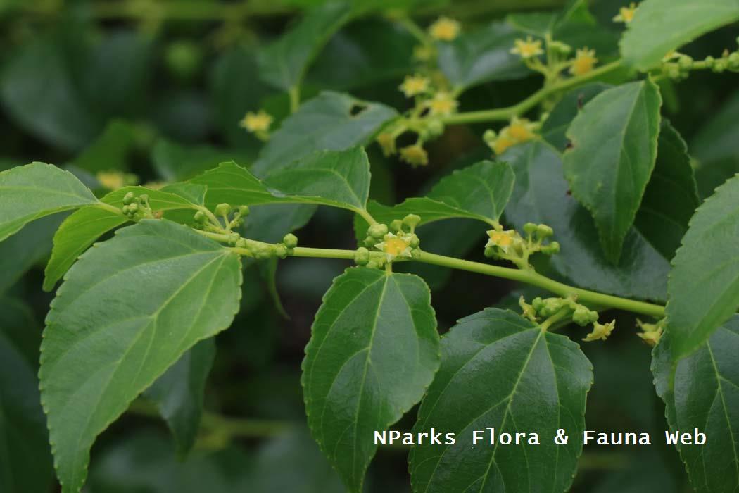 NParks | Colubrina asiatica