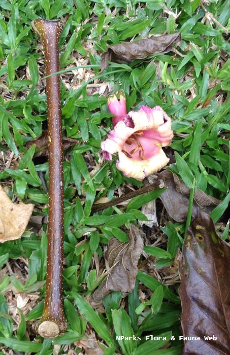 NParks | Oroxylum indicum