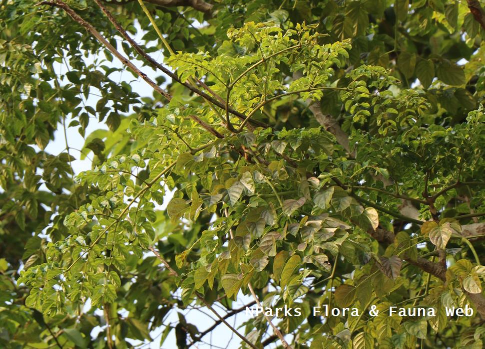 NParks | Oroxylum indicum